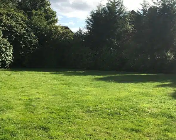 No Mow May 2024: Your Guide To The Movement | S&D Paving